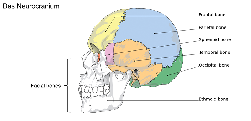 Bestimmung Cranial Plane - Prof. Dr. med. dent. Polzar (KKU)